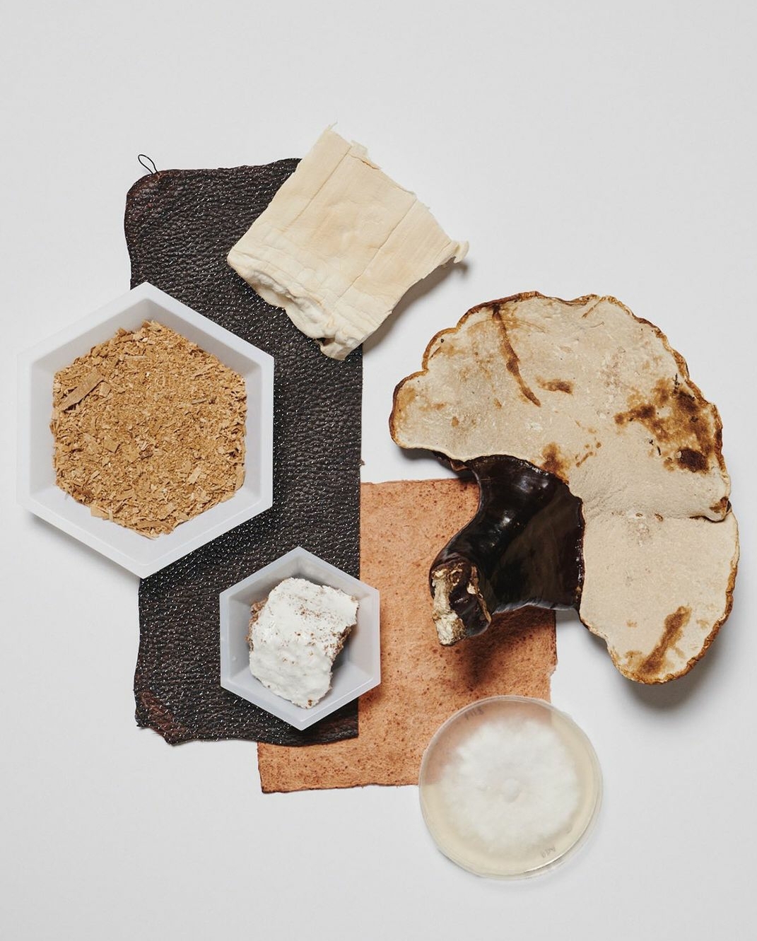 Mylo™: bioleather berbahan dasar jamur oleh Bolt Threads – The Textile ...